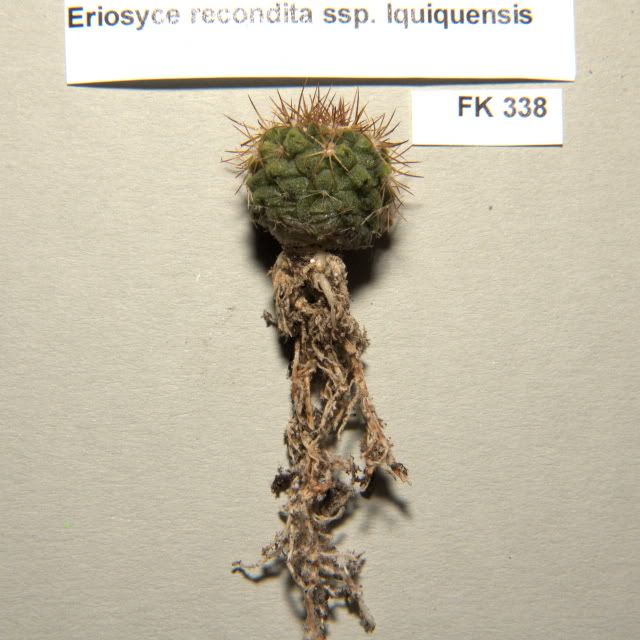 New Chilean roots - CactiGuide.com